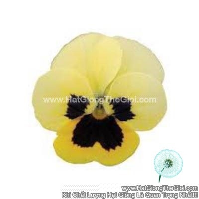 Hạt Giống Hoa Viola TG329 Primrose Blotch |Nảy Mầm Cực Đỉnh